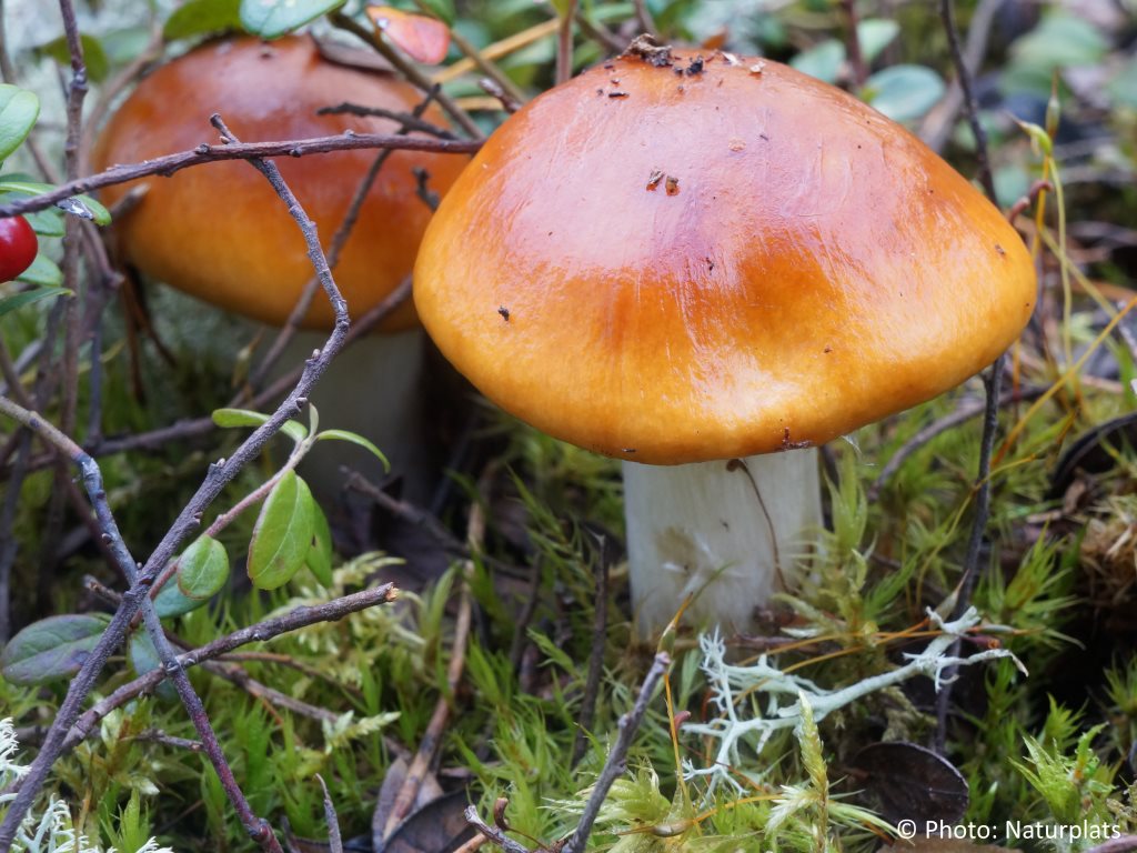 Naturplats - Hedspindling (Cortinarius mucosus)