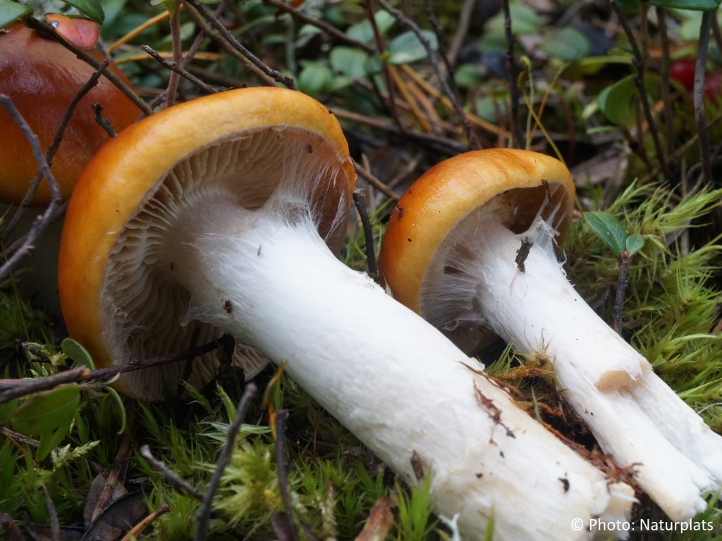 Naturplats - Hedspindling (Cortinarius mucosus)