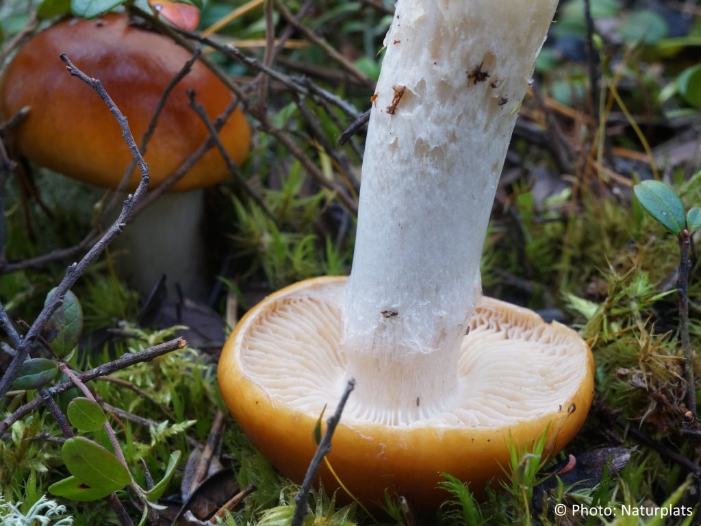 Naturplats - Hedspindling (Cortinarius mucosus)