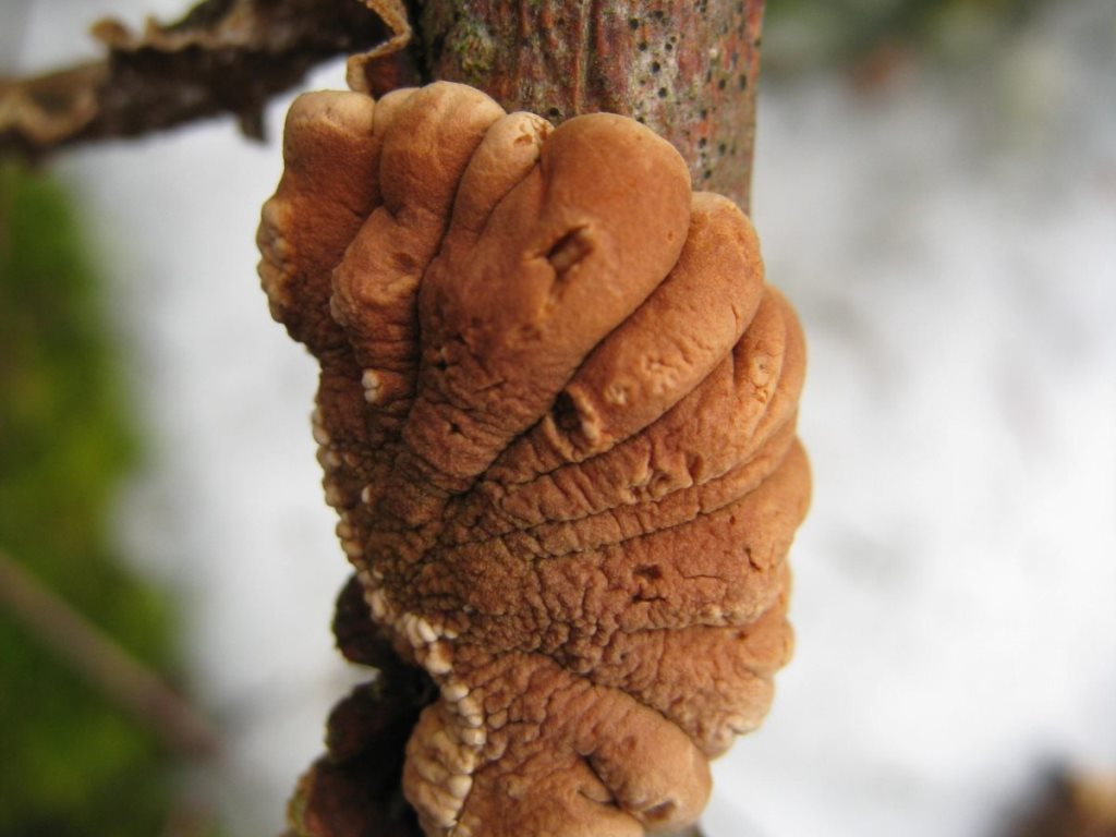 Trollhand (Hypocreopsis lichenoides)
