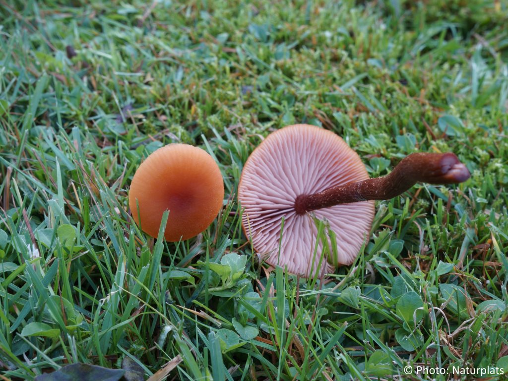 Naturplats - Laxskivling (Laccaria laccata)